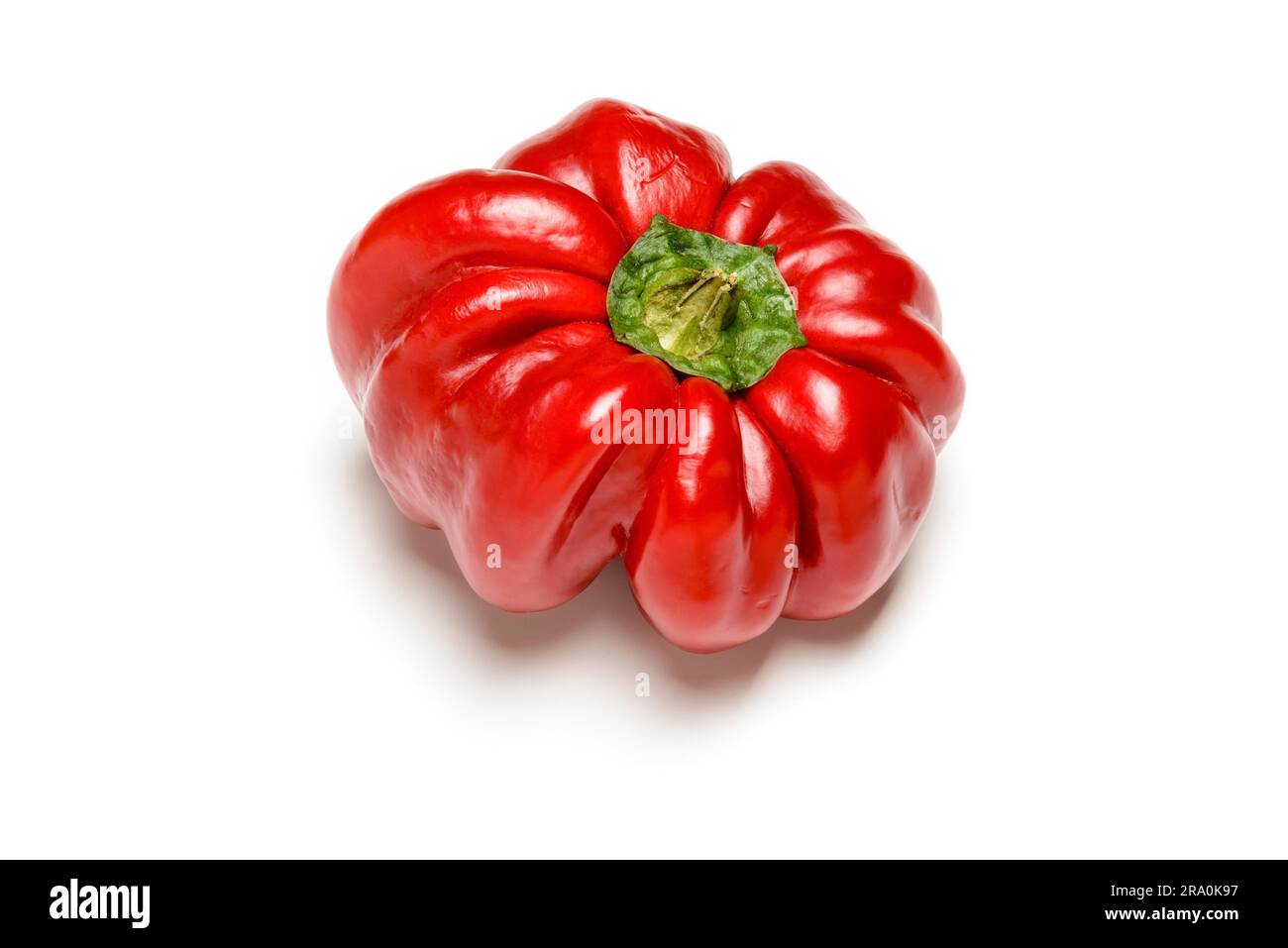 One bell pepper from the kitchen garden, isolated on white background ...