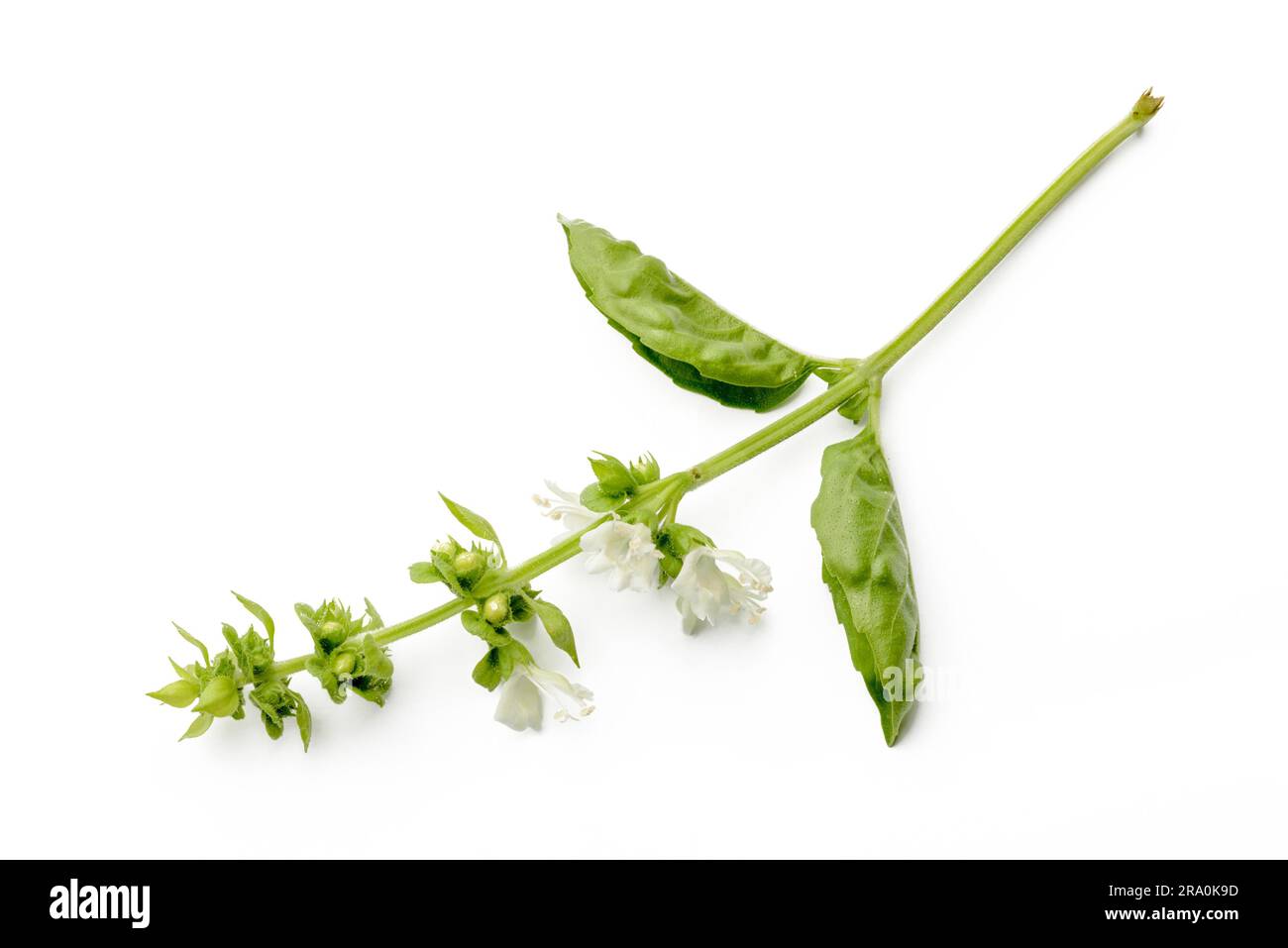 Basil flowers isolated on white background Stock Photo - Alamy