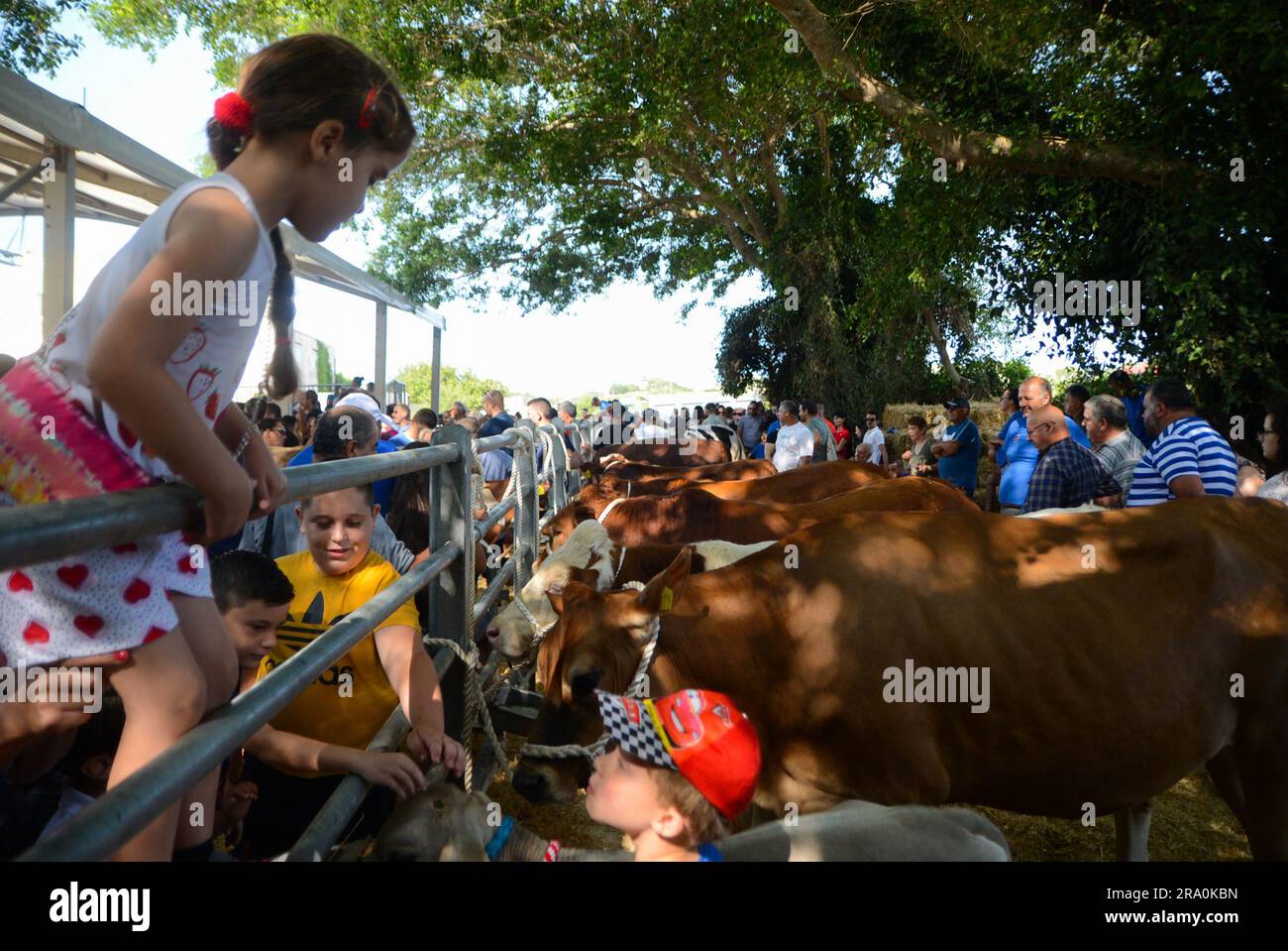 Siggiewi, Malta. 29th June, 2023. People stay together with cows during ...