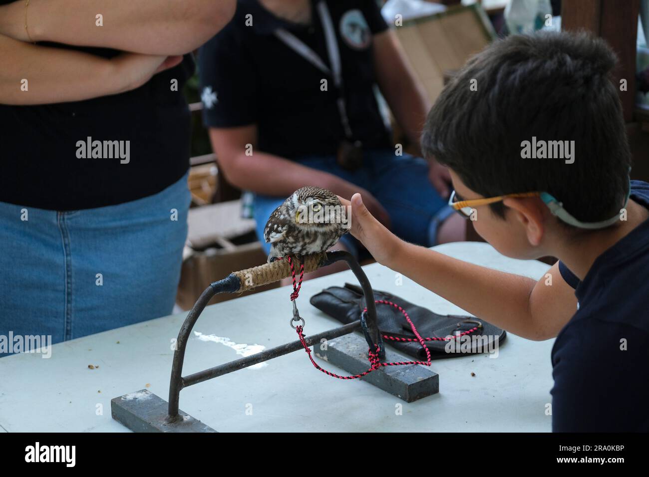Siggiewi, Malta. 29th June, 2023. A boy touches an owl during the ...