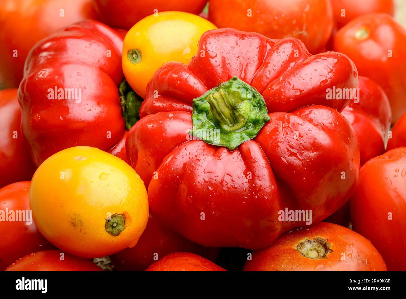 A mix of various fresh tomatoes and bell peppers from the kitchen ...