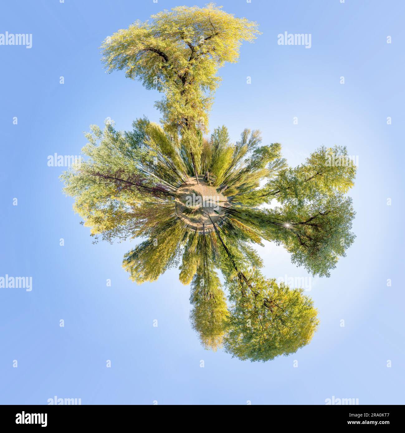 360 degree polar panorama of various trees and bushes in the park ...