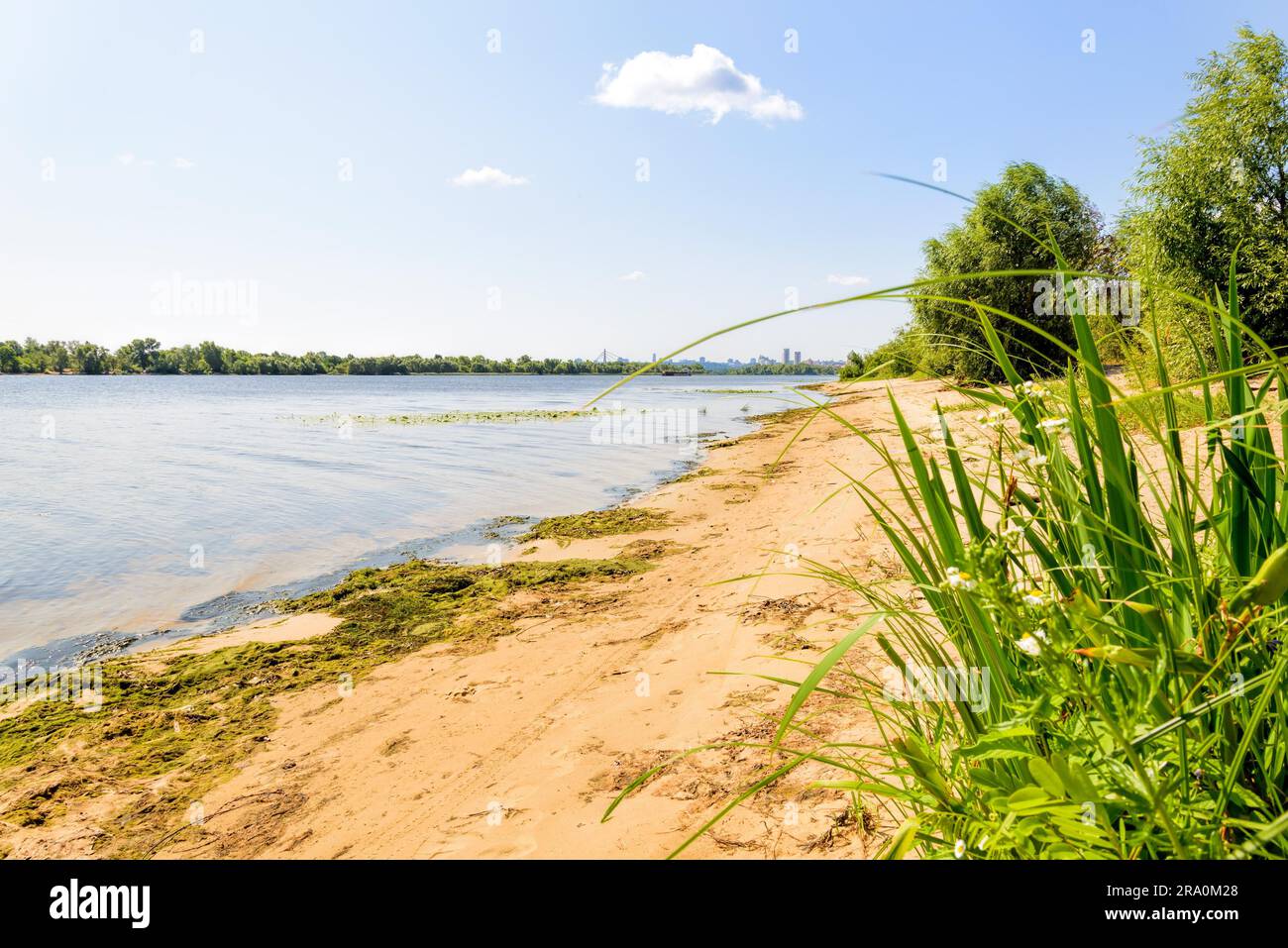 Lily beach hi-res stock photography and images - Alamy