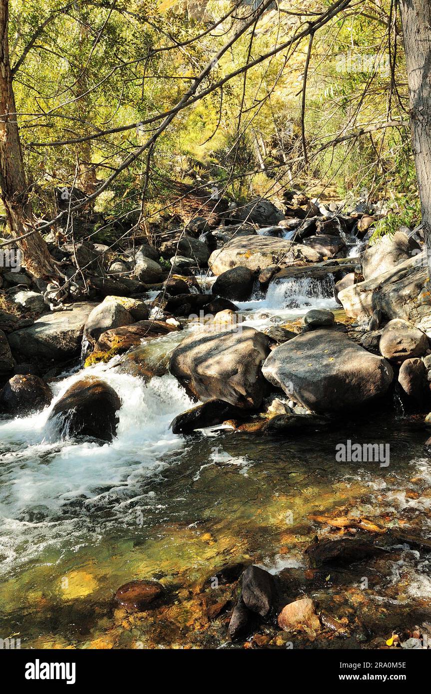 A stormy mountain stream bending around stones and trees flows down ...