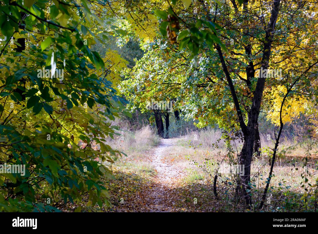 Autumn forest path between maple, oak and poplar trees in a sunny day ...