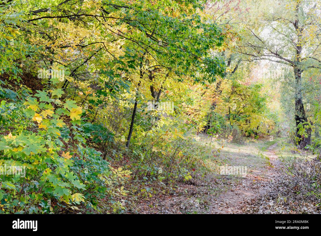 Autumn forest path between maple, oak, willow and poplar trees in a ...