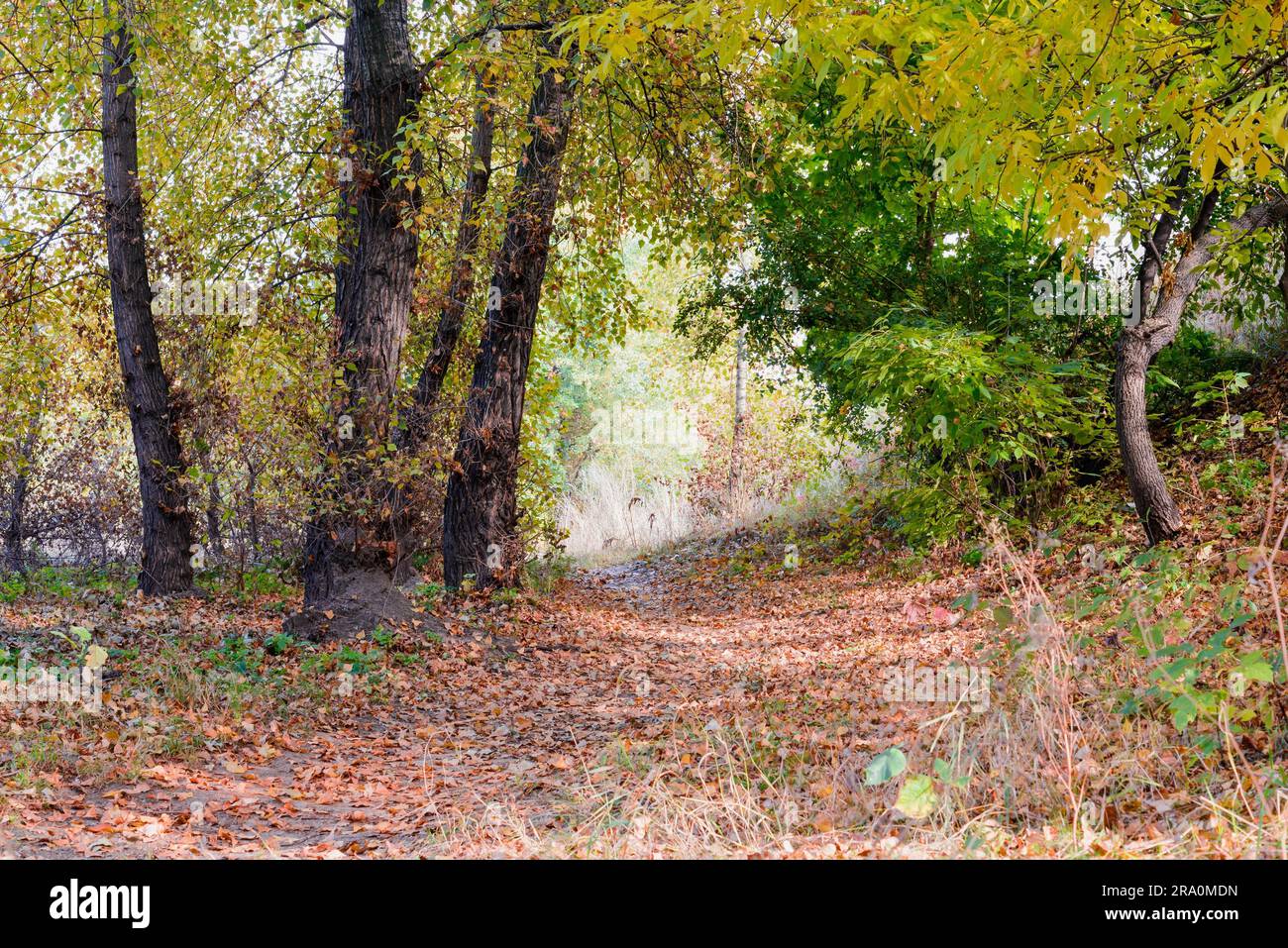Autumn forest path between maple, birch, poplar and ash trees in a ...