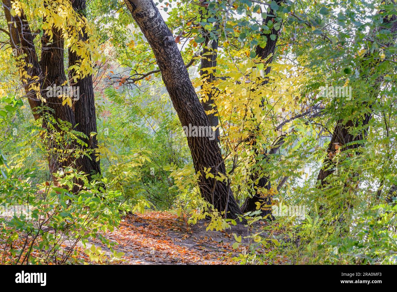 Autumn forest path between maple and poplar trees in a sunny day Stock ...