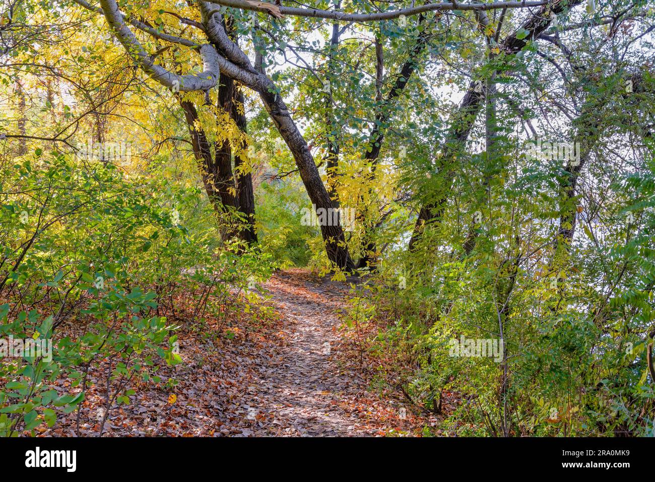 Autumn forest path between maple and poplar trees in a sunny day Stock ...