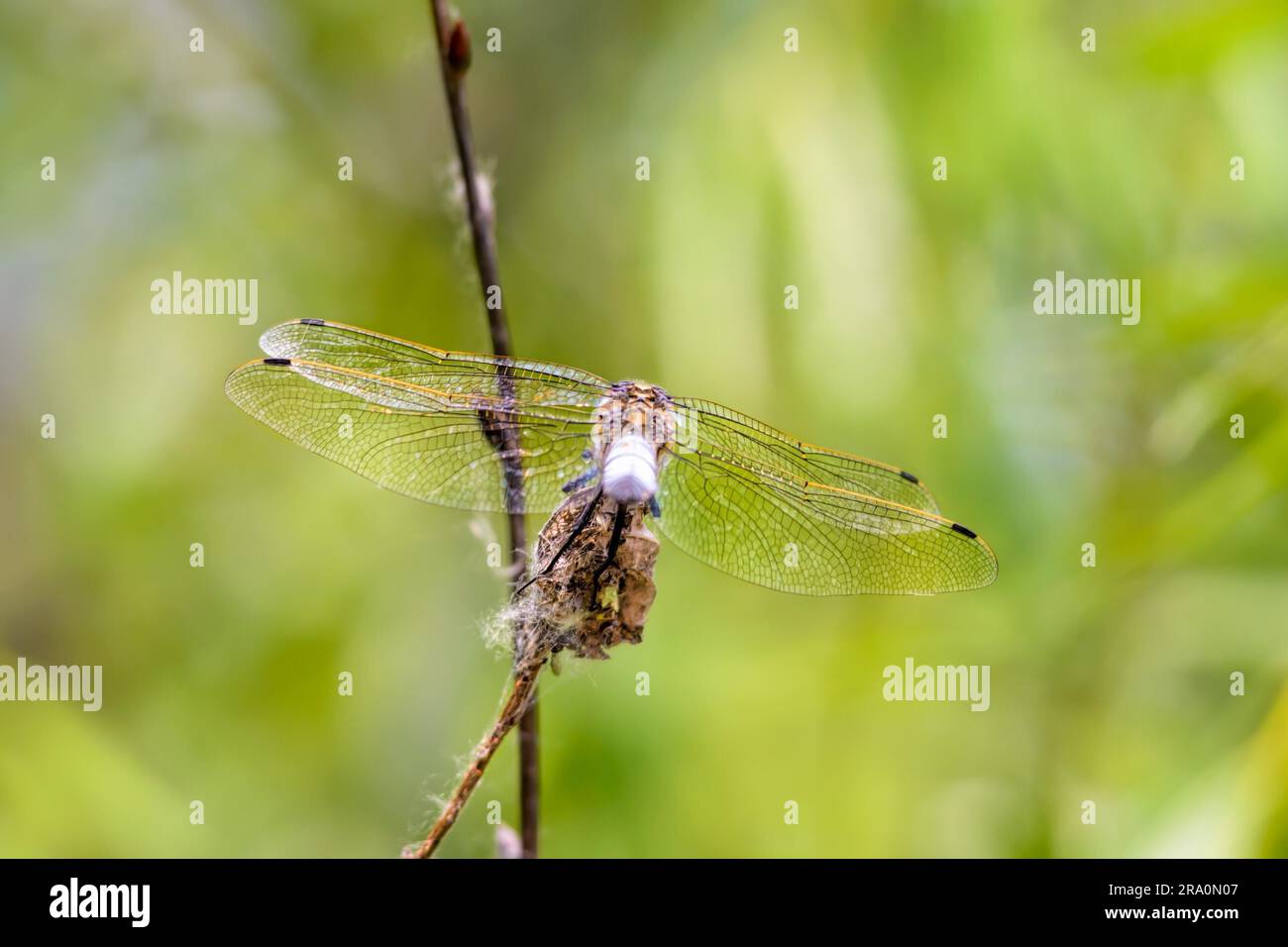 A dragonfly is resting on a dry flower showing the details of ...