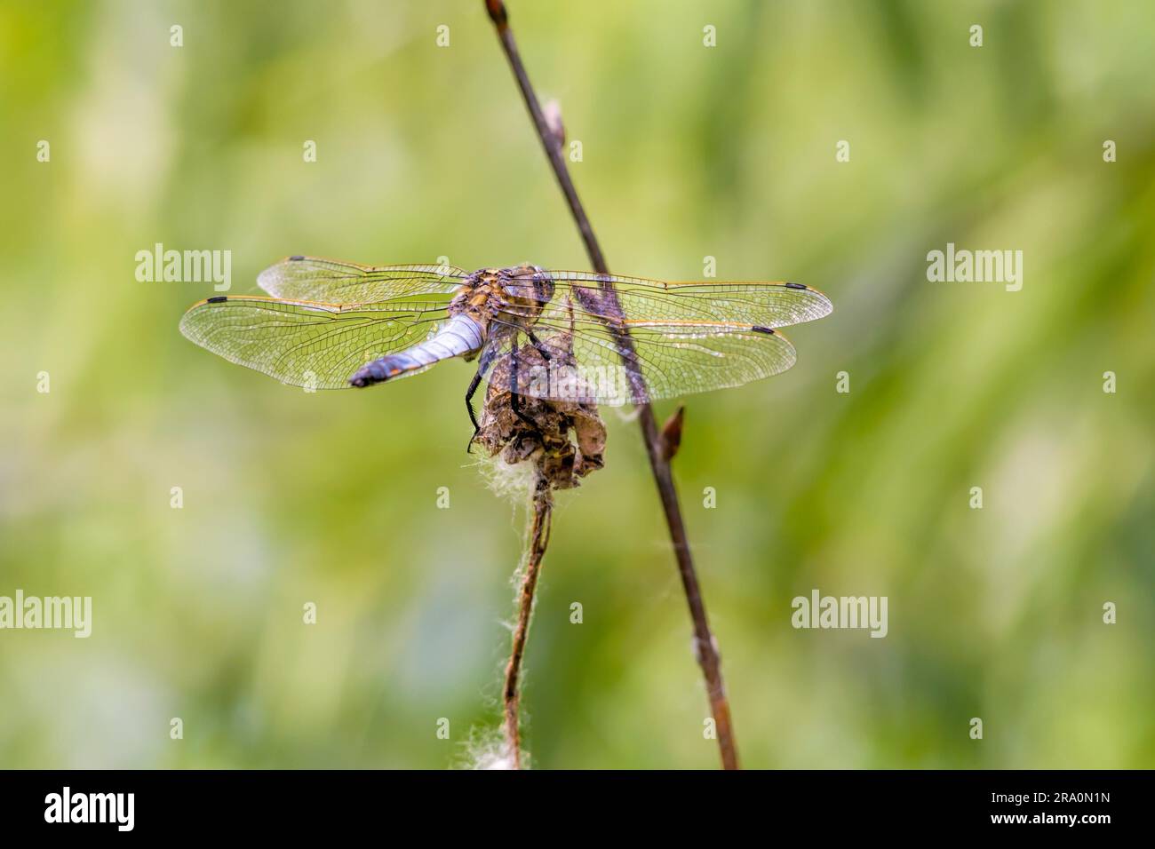 A dragonfly is resting on a dry flower showing the details of ...