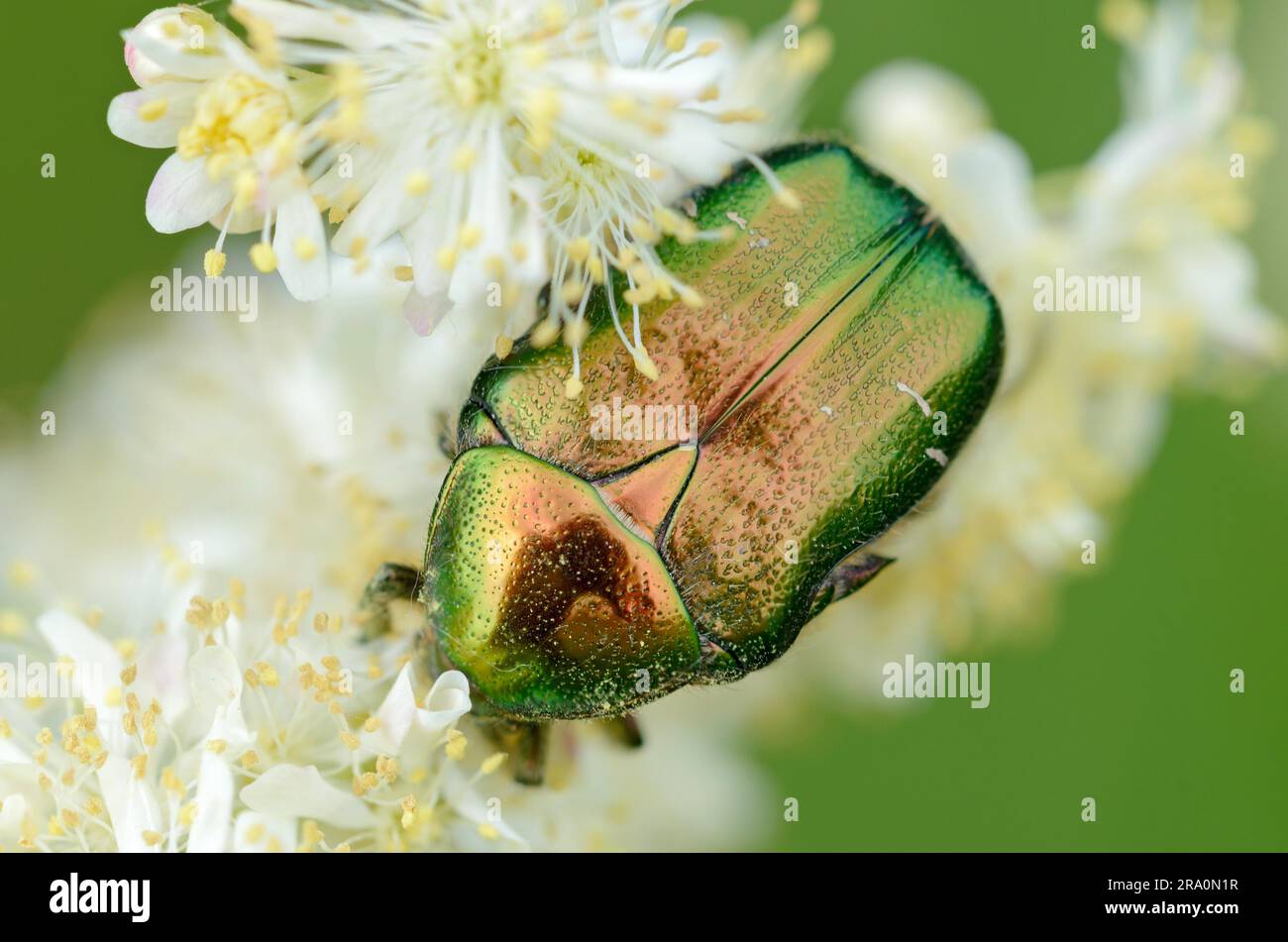 Egyptian scarab beetles hi-res stock photography and images - Alamy