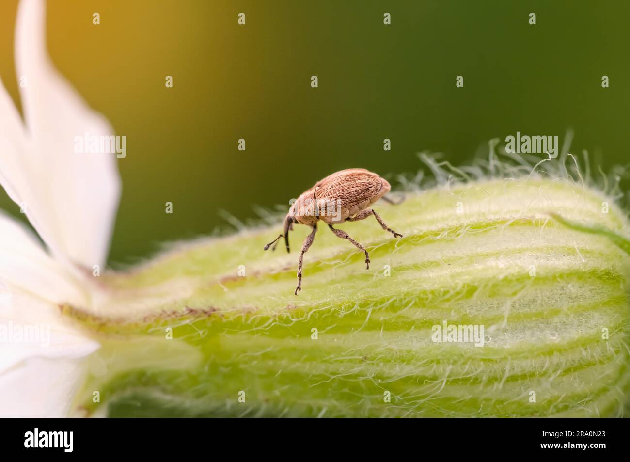Long Nosed Weevil (Curculio nucum), Curculio elephas or, on a flower ...