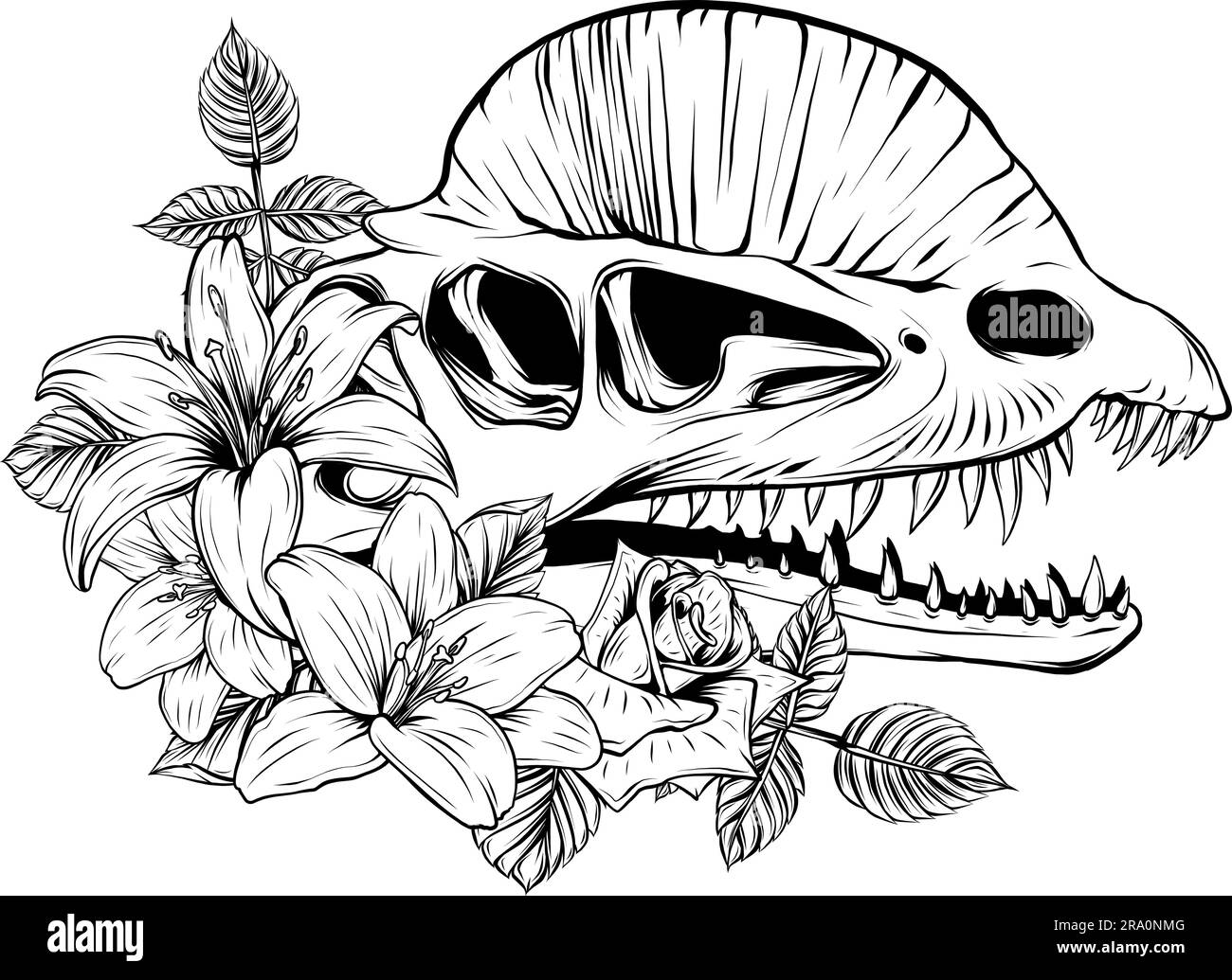 Black Line Dinosaur Dilophosaurus Skull vector illusatration Stock Vector Image & Art - Alamy