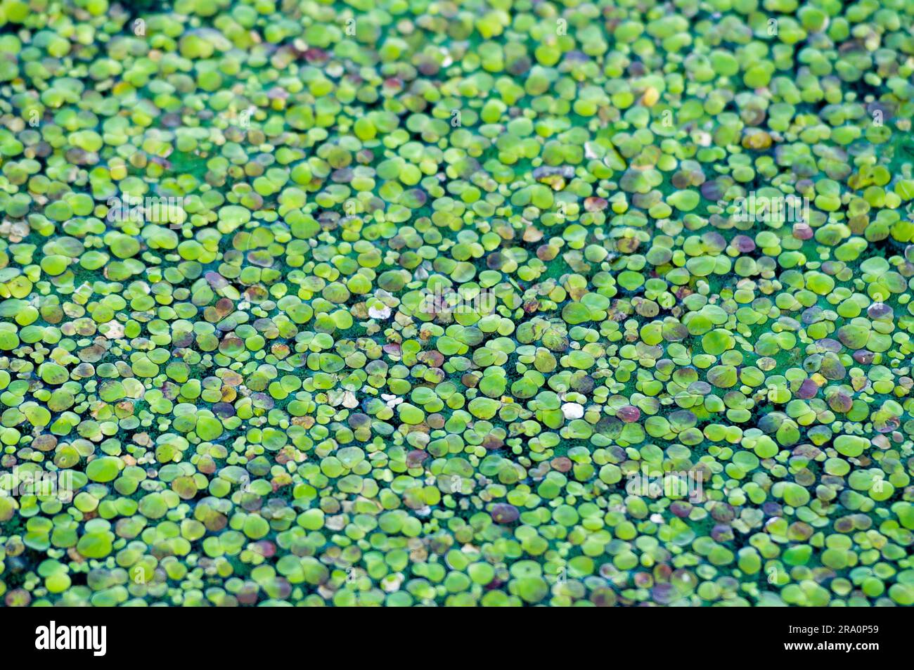 A natural texture of lily germs in the river Stock Photo - Alamy
