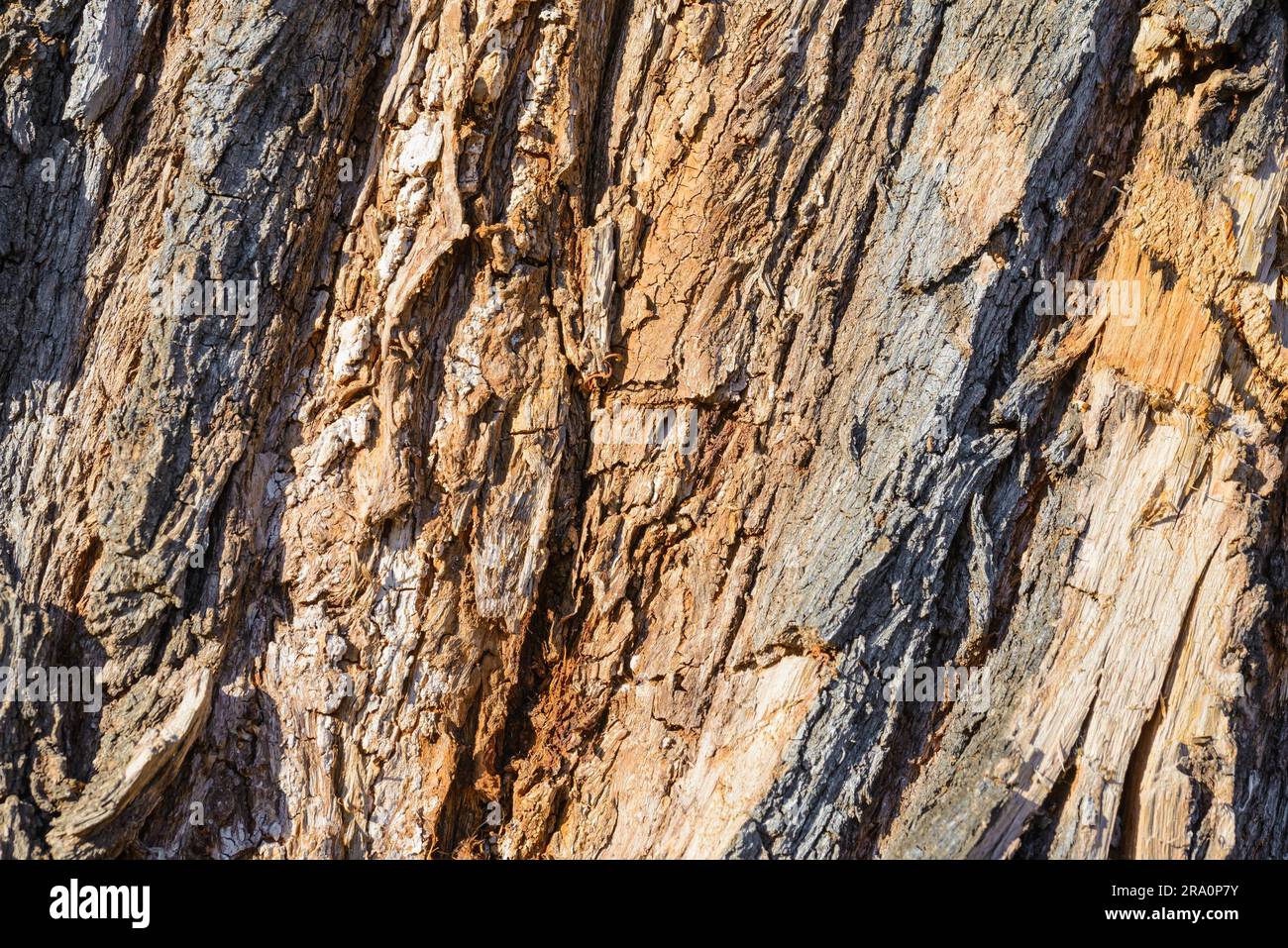 Up close big old tree hi-res stock photography and images - Alamy