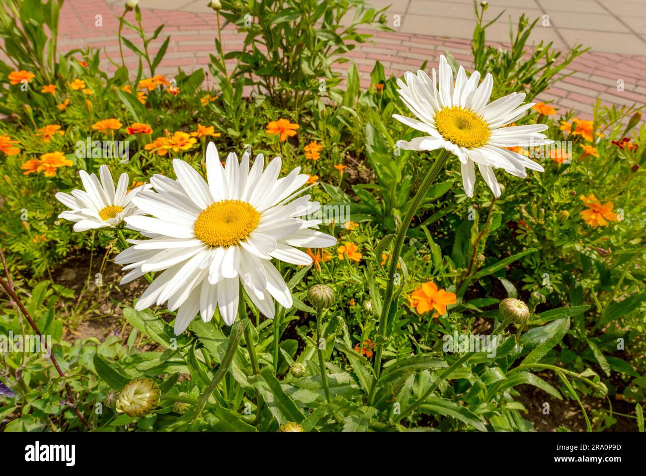 Big daisy hi-res stock photography and images - Alamy