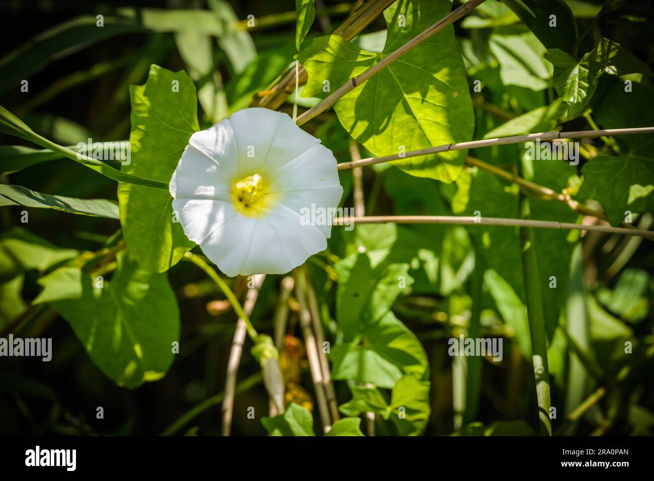 White Calystegia also called Bindweed, False Bindweed, or Morning Glory ...