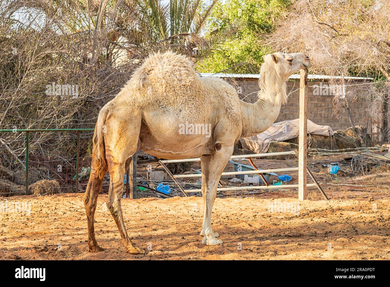 Ranging camels hi-res stock photography and images - Alamy