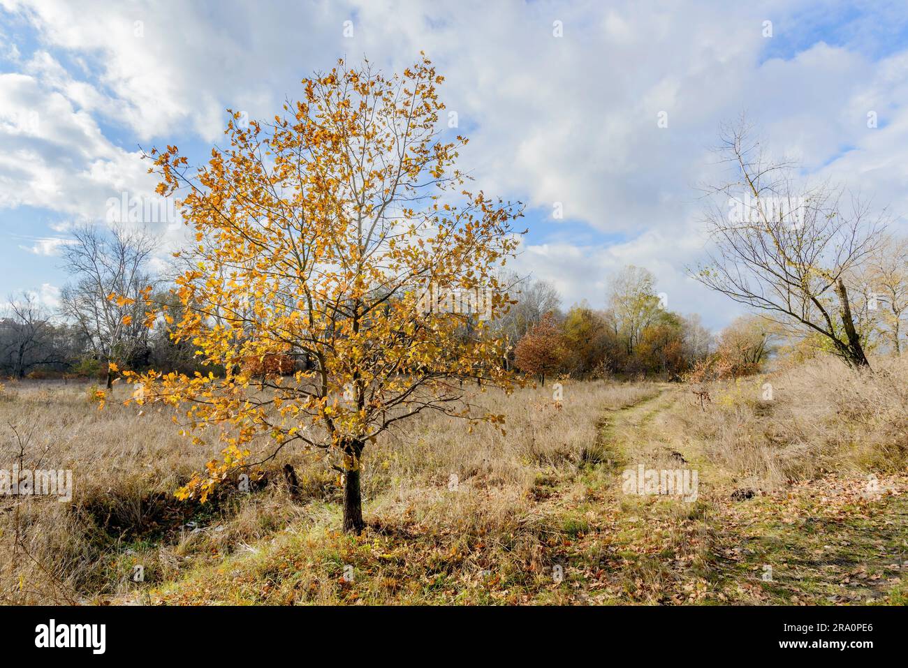 Little oak tree orange hi-res stock photography and images - Alamy