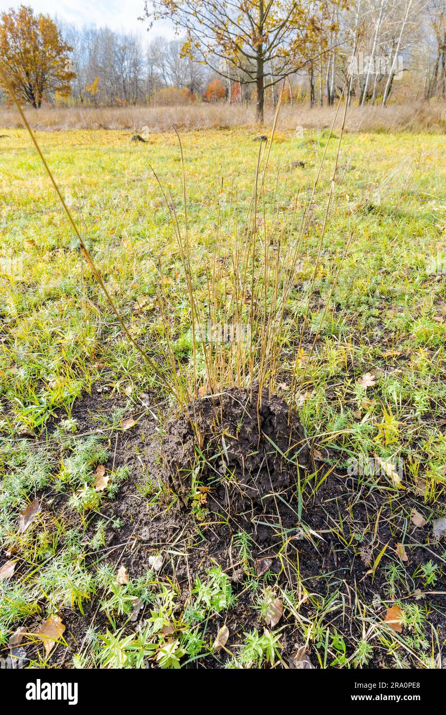 Molehill in field hi-res stock photography and images - Alamy