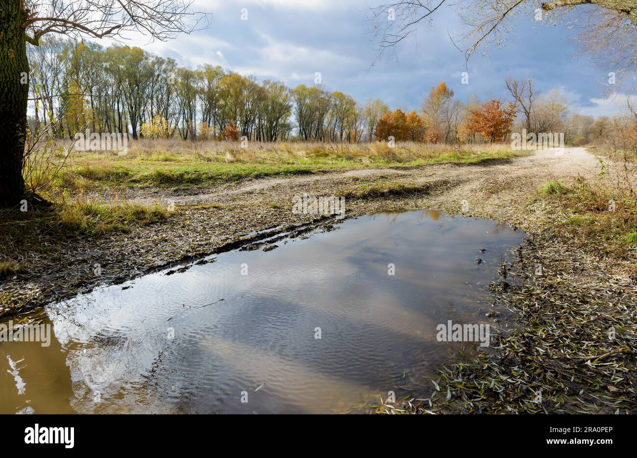 Dramatic view of a puddle after the autumn rain. Green, yellow and ...