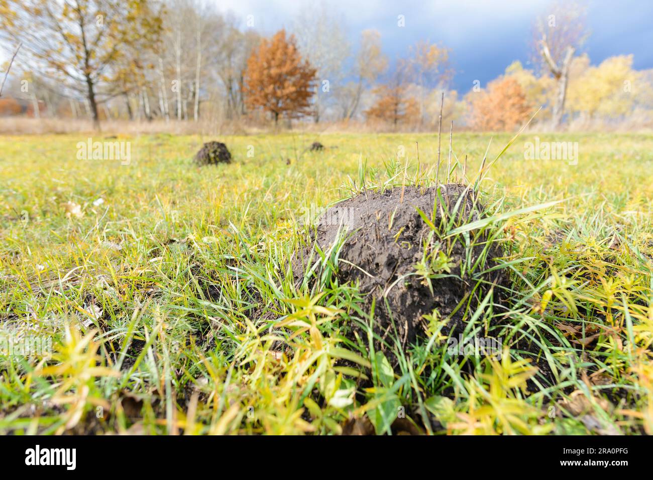 Molehill in field hi-res stock photography and images - Alamy