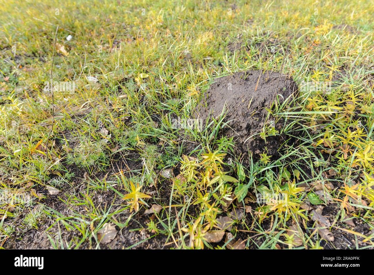 Molehill in field hi-res stock photography and images - Alamy
