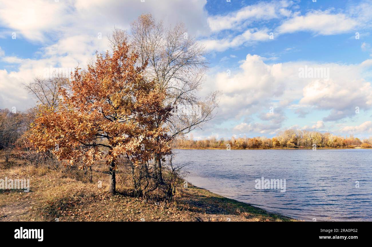 Little oak tree hi-res stock photography and images - Alamy