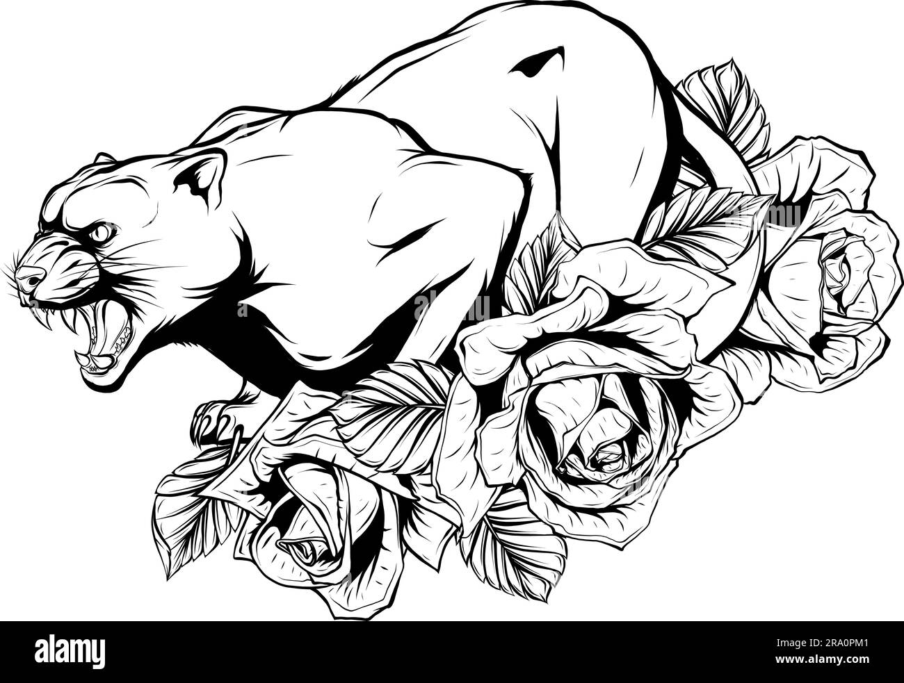 Contour linear drawing illustration of the wild puma Stock Vector Image ...