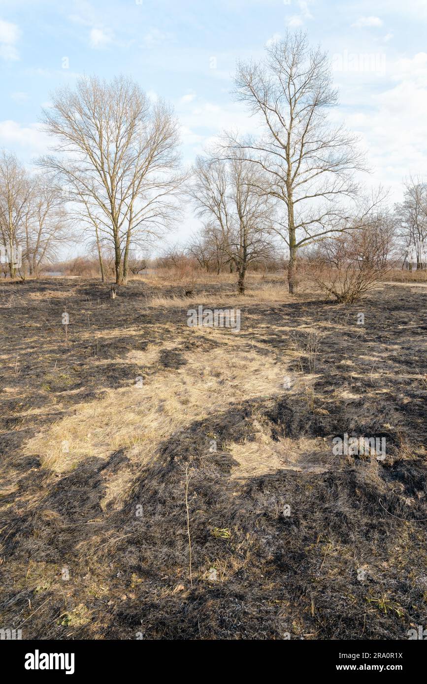 Wasteland after fire consequences: dry ground, tree roots and bushes ...