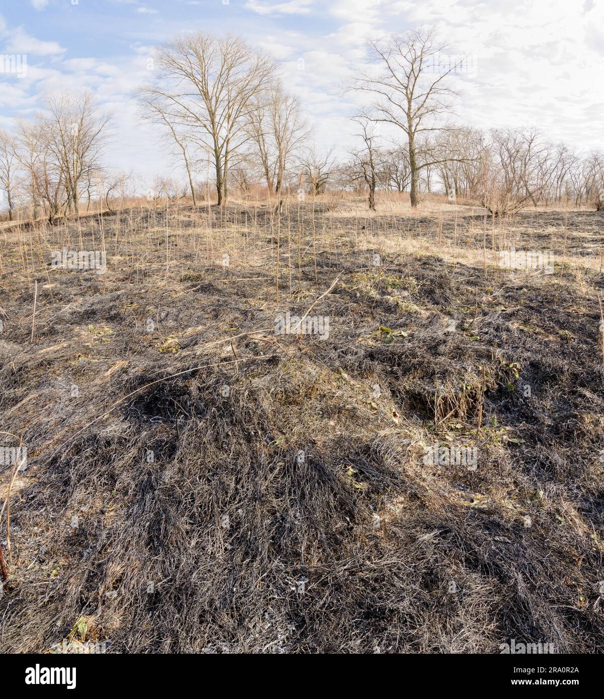 Wasteland after fire consequences: dry ground, tree roots and bushes ...