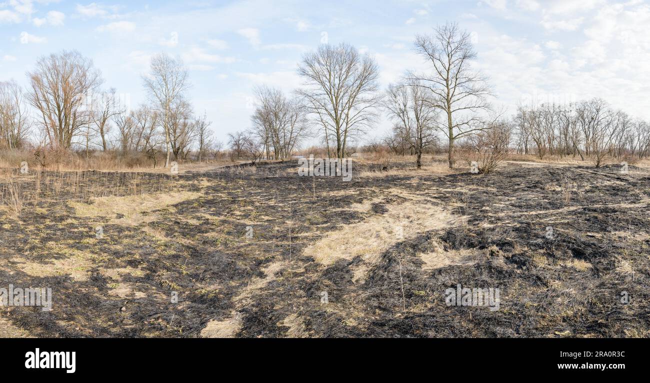 Wasteland after fire consequences: dry ground, tree roots and bushes ...