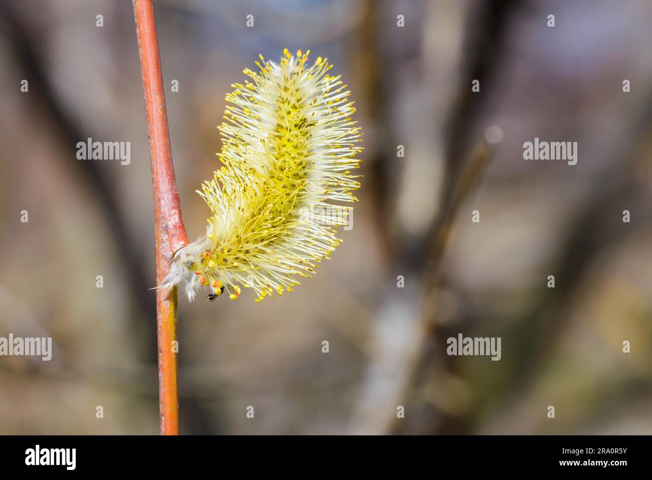 Male catkin willow flower on a tree branch in spring Stock Photo - Alamy