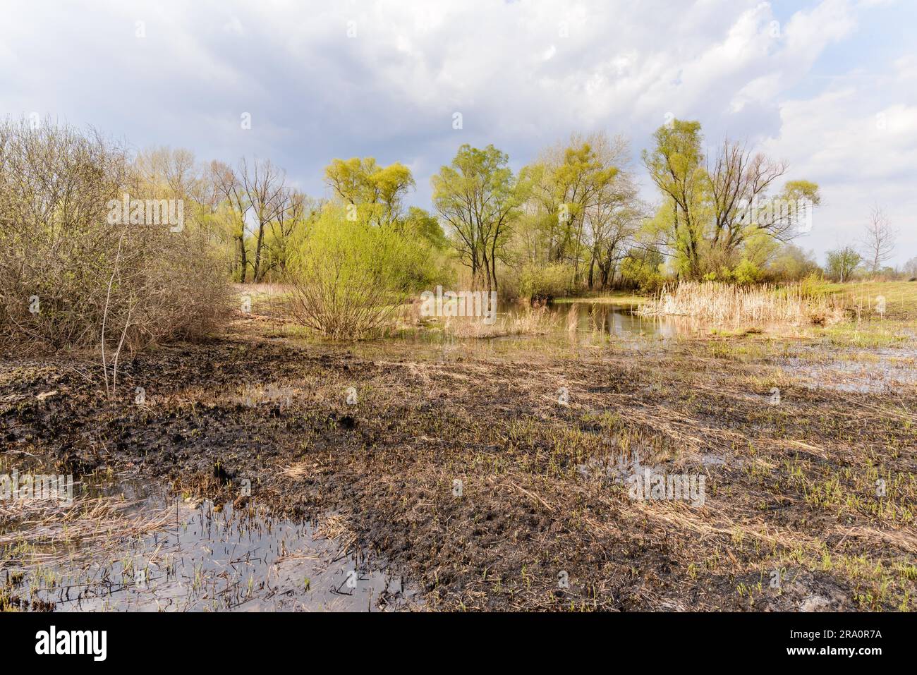 Wetland, burnt wasteland and woods at the beginning of the spring ...