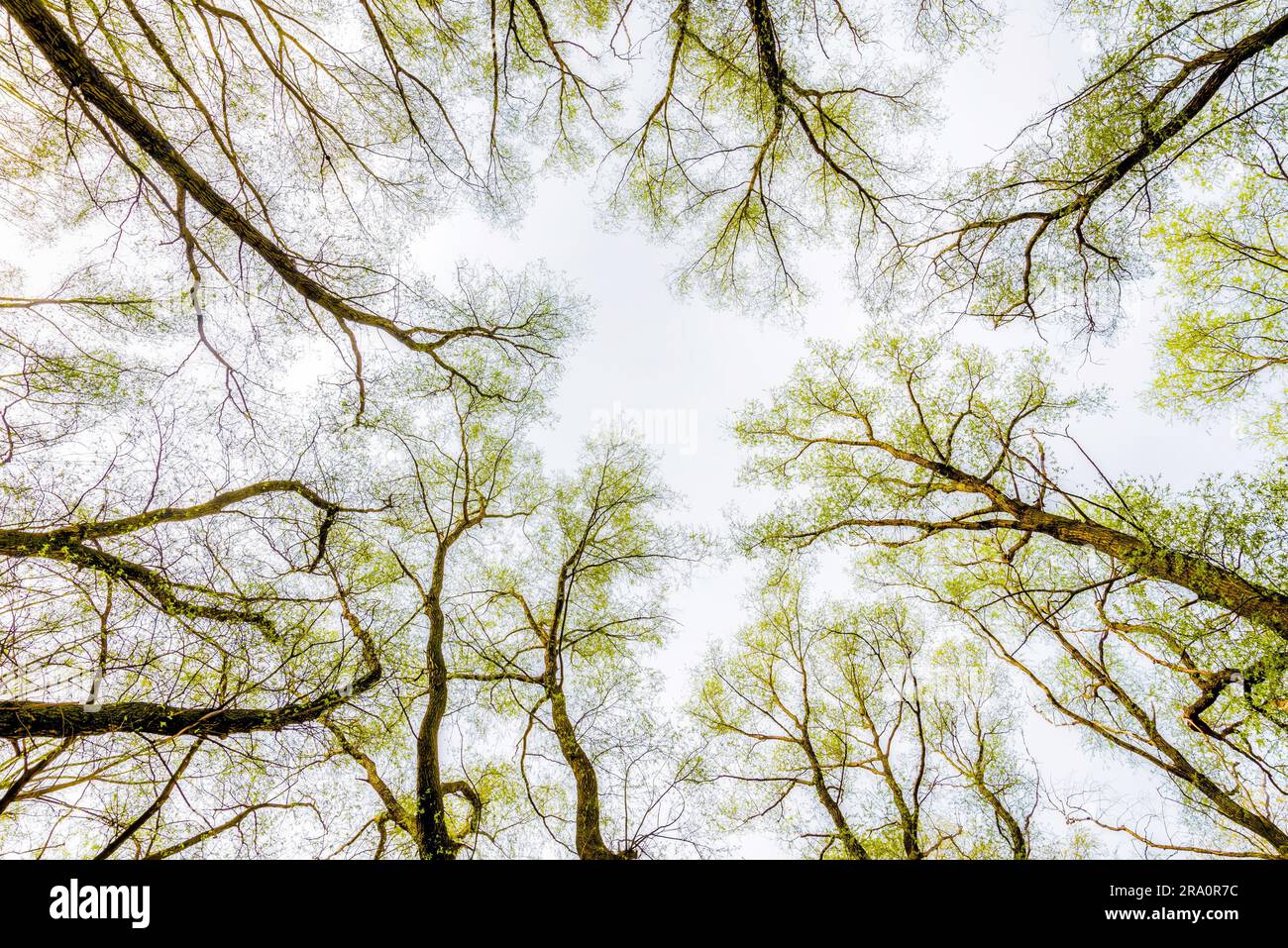 Looking up at the sky through a green willows and poplars trees forest ...