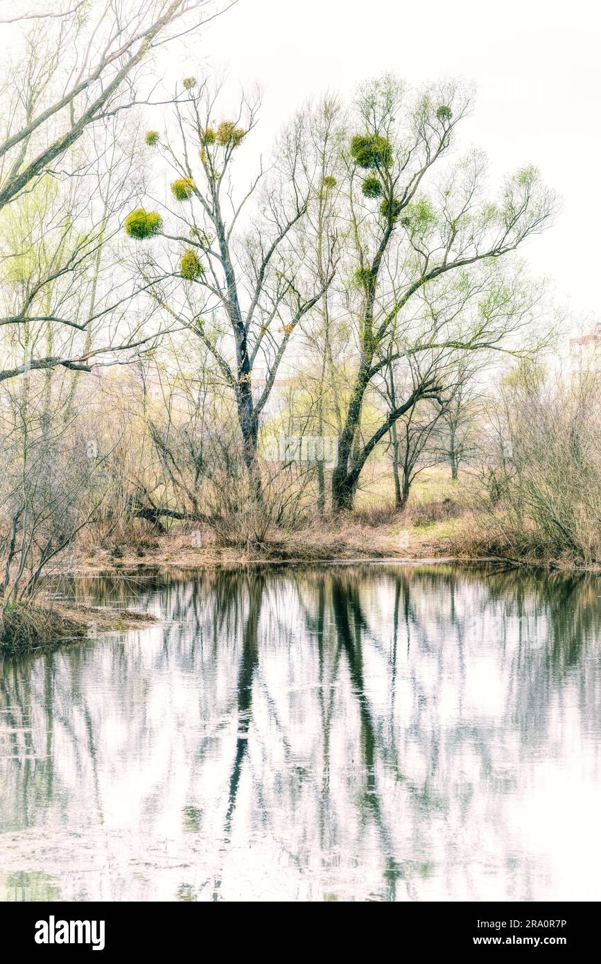 or mistletoe is a hemiparasite (Viscum album) on several species of ...