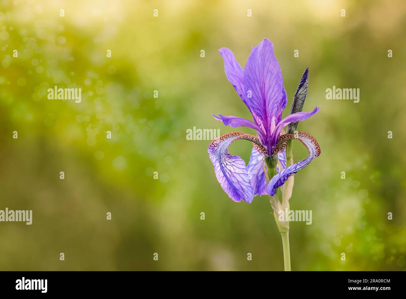 commonly known as Siberian iris (Iris sibirica) or Siberian flag ...