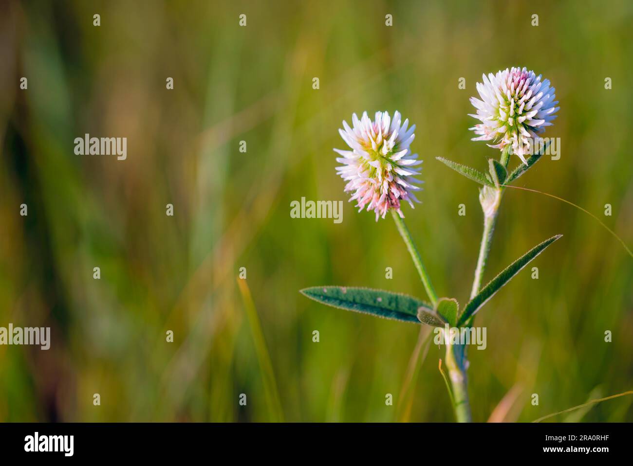 or white clover (Trifolium repens), also known as Dutch clover, Ladino ...