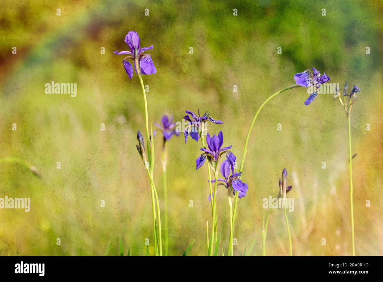 commonly known as Siberian iris (Iris sibirica) or Siberian flag ...
