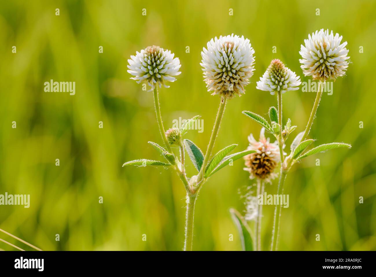 or white clover (Trifolium repens), also known as Dutch clover, Ladino ...