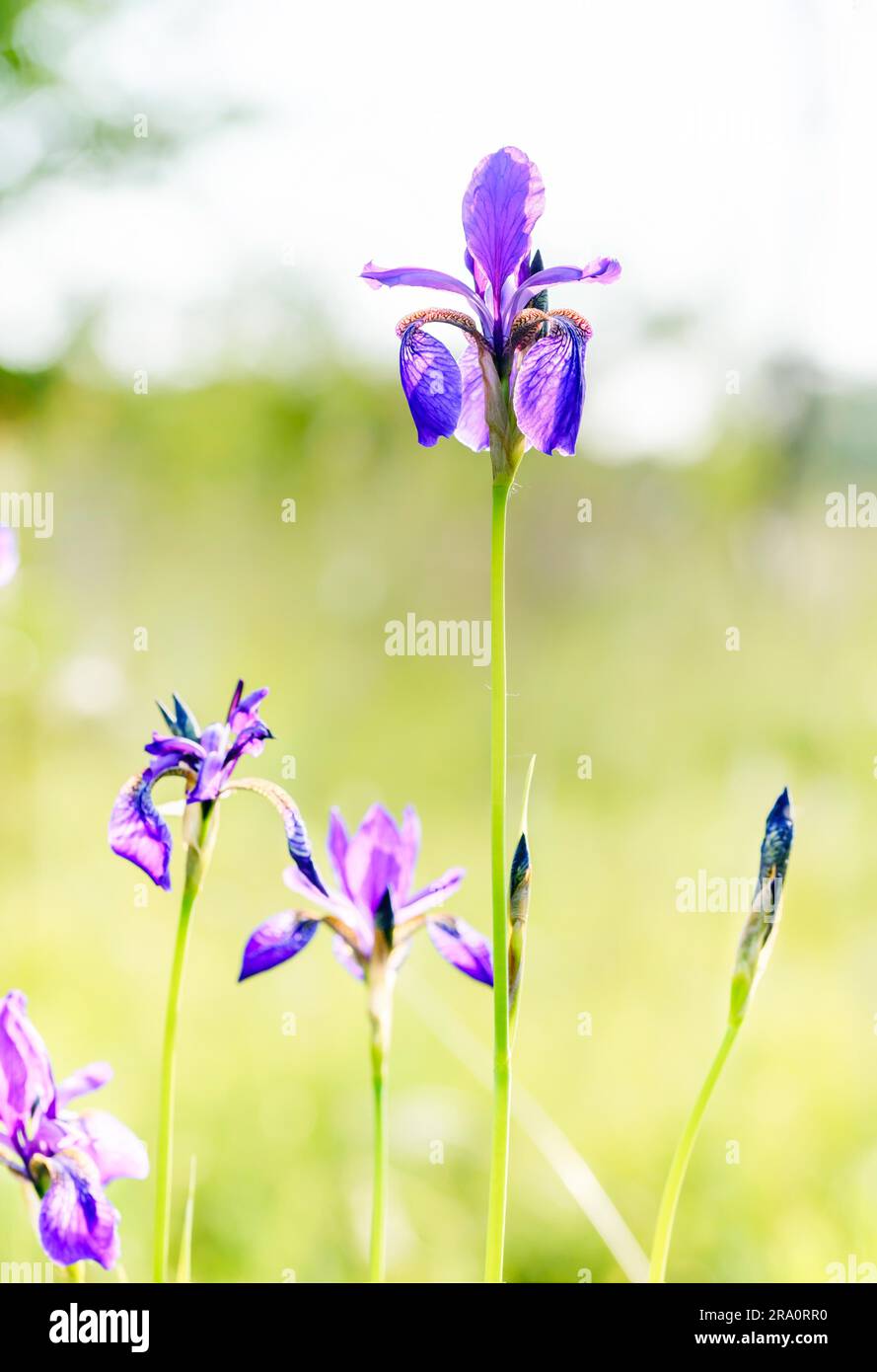 commonly known as Siberian iris (Iris sibirica) or Siberian flag ...