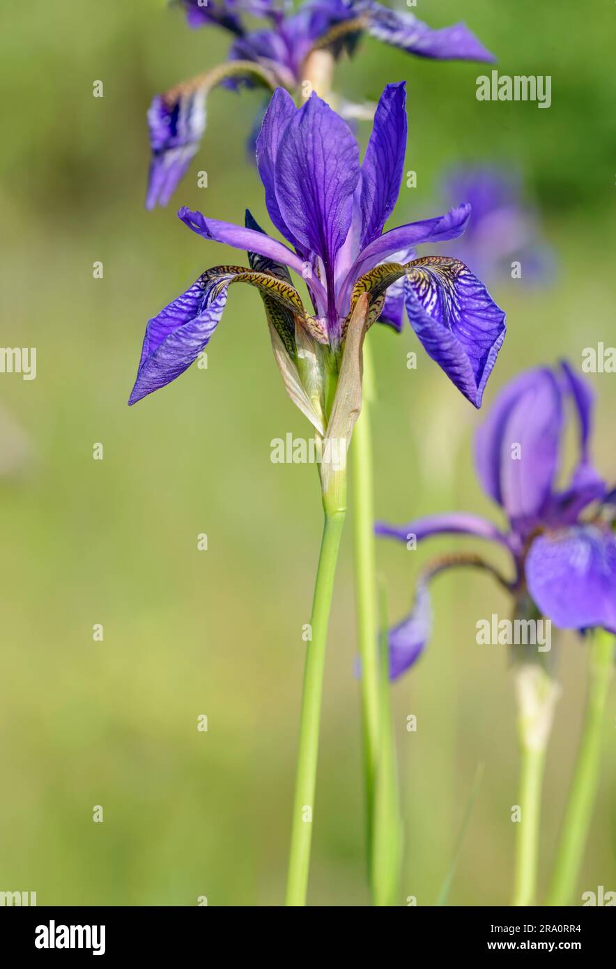 commonly known as Siberian iris (Iris sibirica) or Siberian flag ...