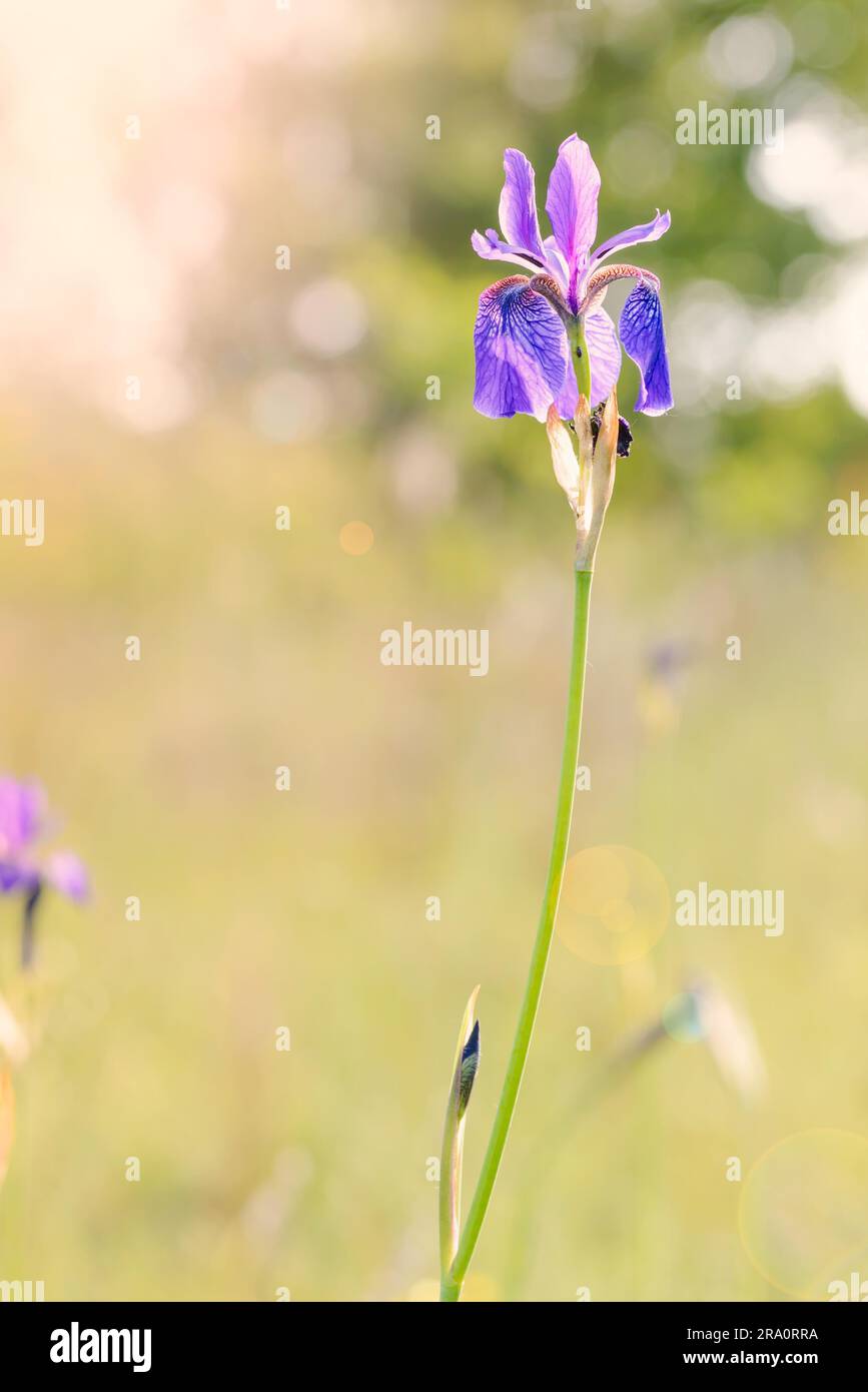 commonly known as Siberian iris (Iris sibirica) or Siberian flag ...
