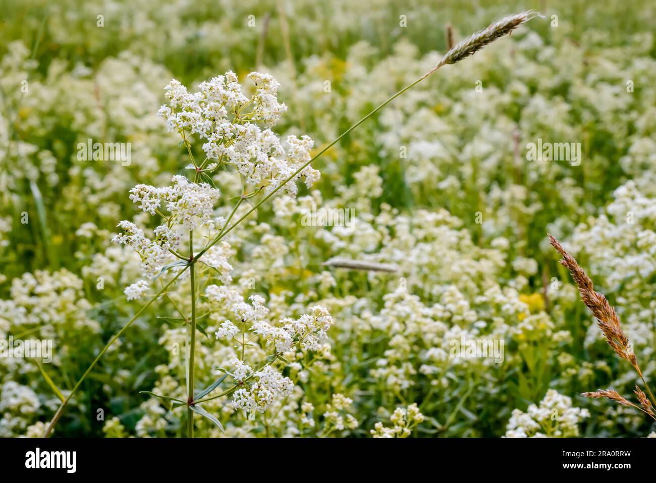 Galium boreale flowers, also known as northern bedstraw, in a meadow ...