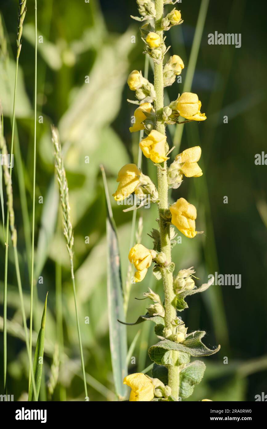 Yellow flowers, also known as great mullein or common mullein ...