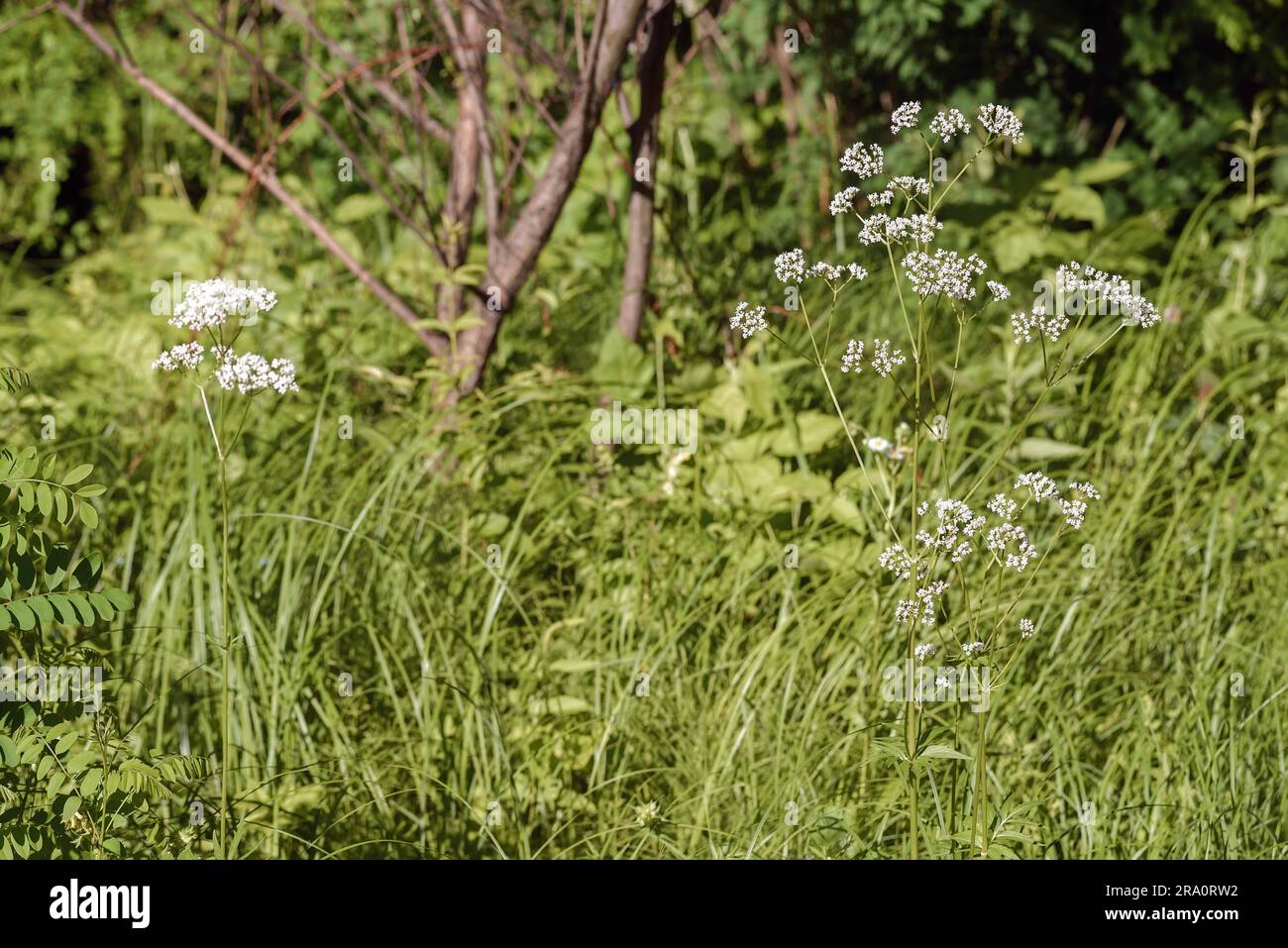 The (Valeriana officinalis) white flowers of grow under the summer sun ...