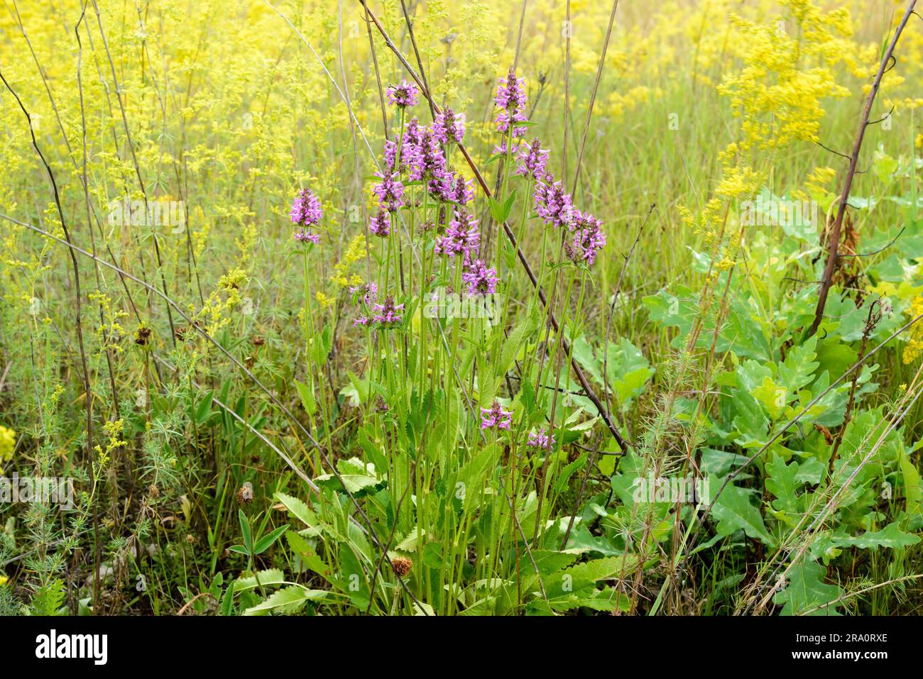 flowers also known as common hedgenettle (Stachys officinalis), betony ...