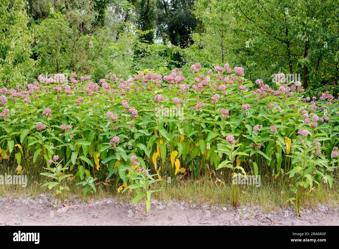 Asclepias syriaca sprout hi-res stock photography and images - Alamy