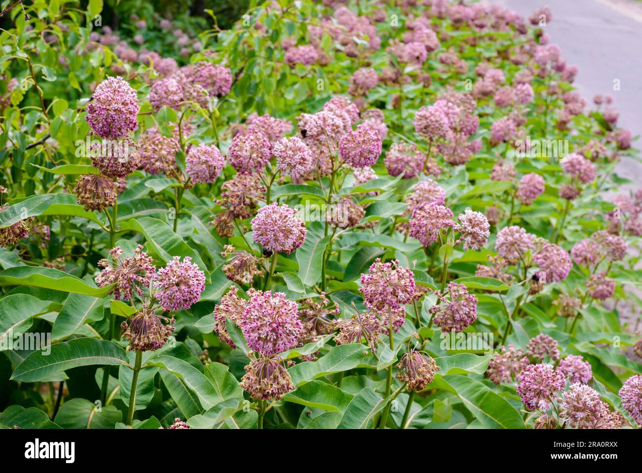 Asclepias syriaca sprout hi-res stock photography and images - Alamy